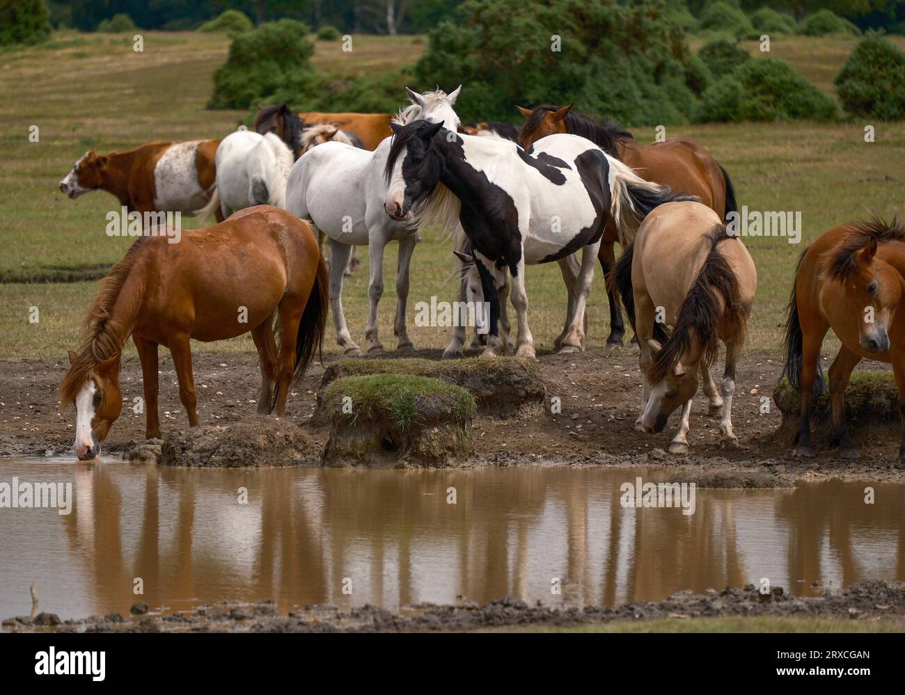 New Forest ponies and cows gather around a shallow watering hole on ...