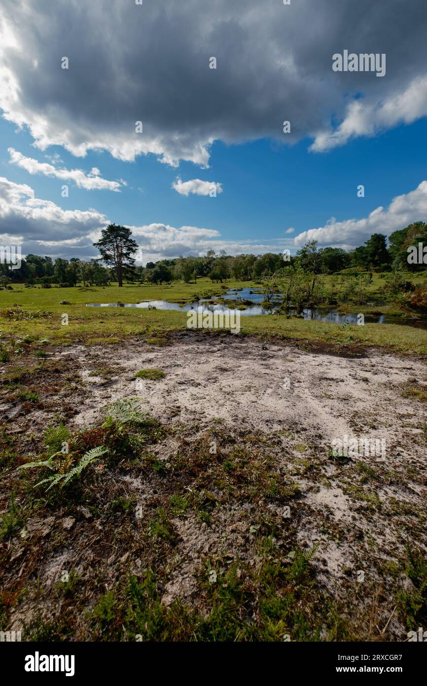 Exposed sand in the New Forest Hampshire UK showing the geological make ...