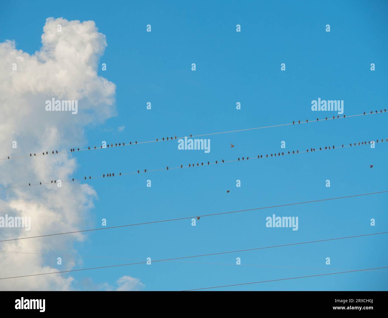 Birds sitting on a power line Stock Photo - Alamy