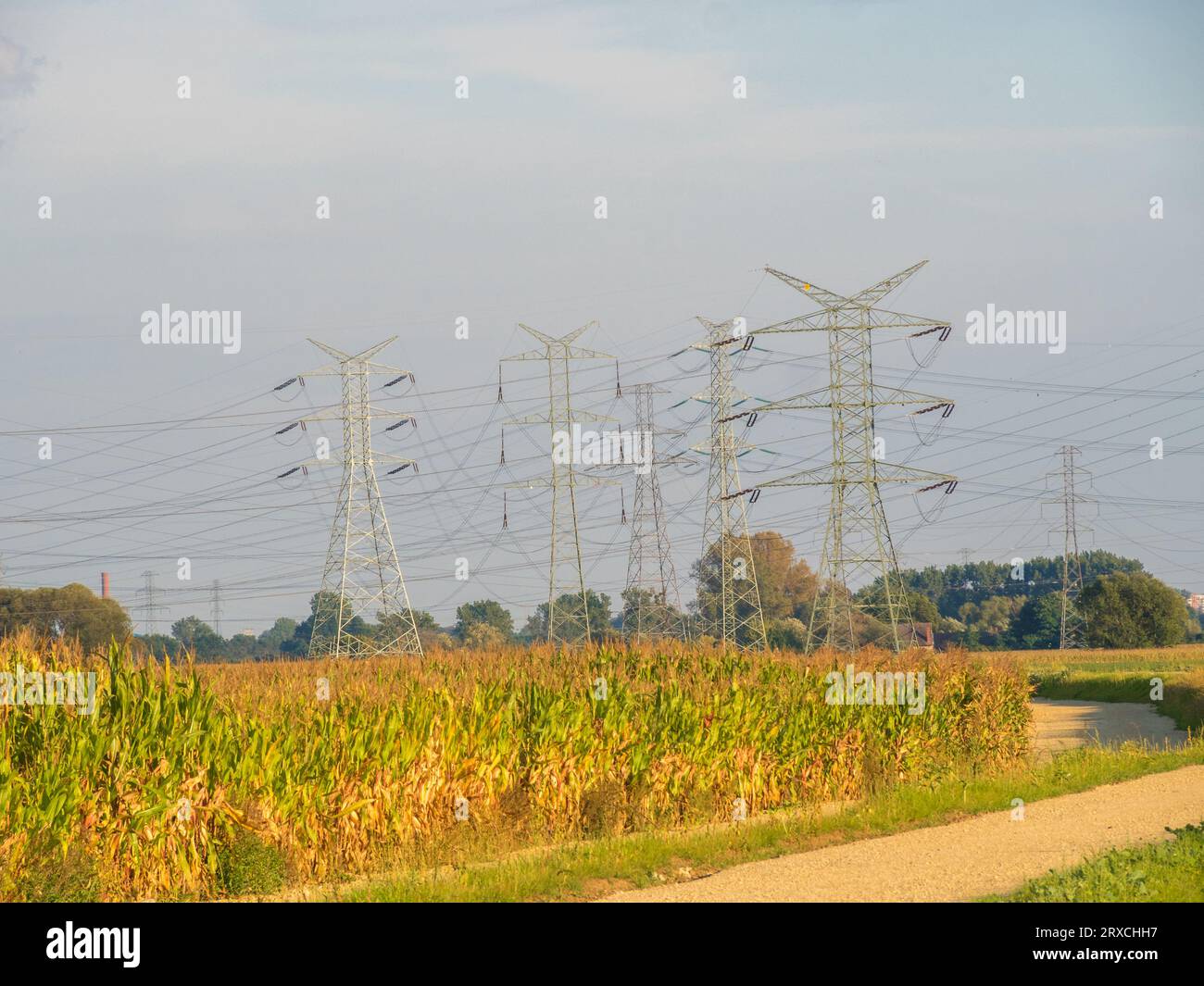 Corn fields with high voltage electric poles Stock Photo - Alamy
