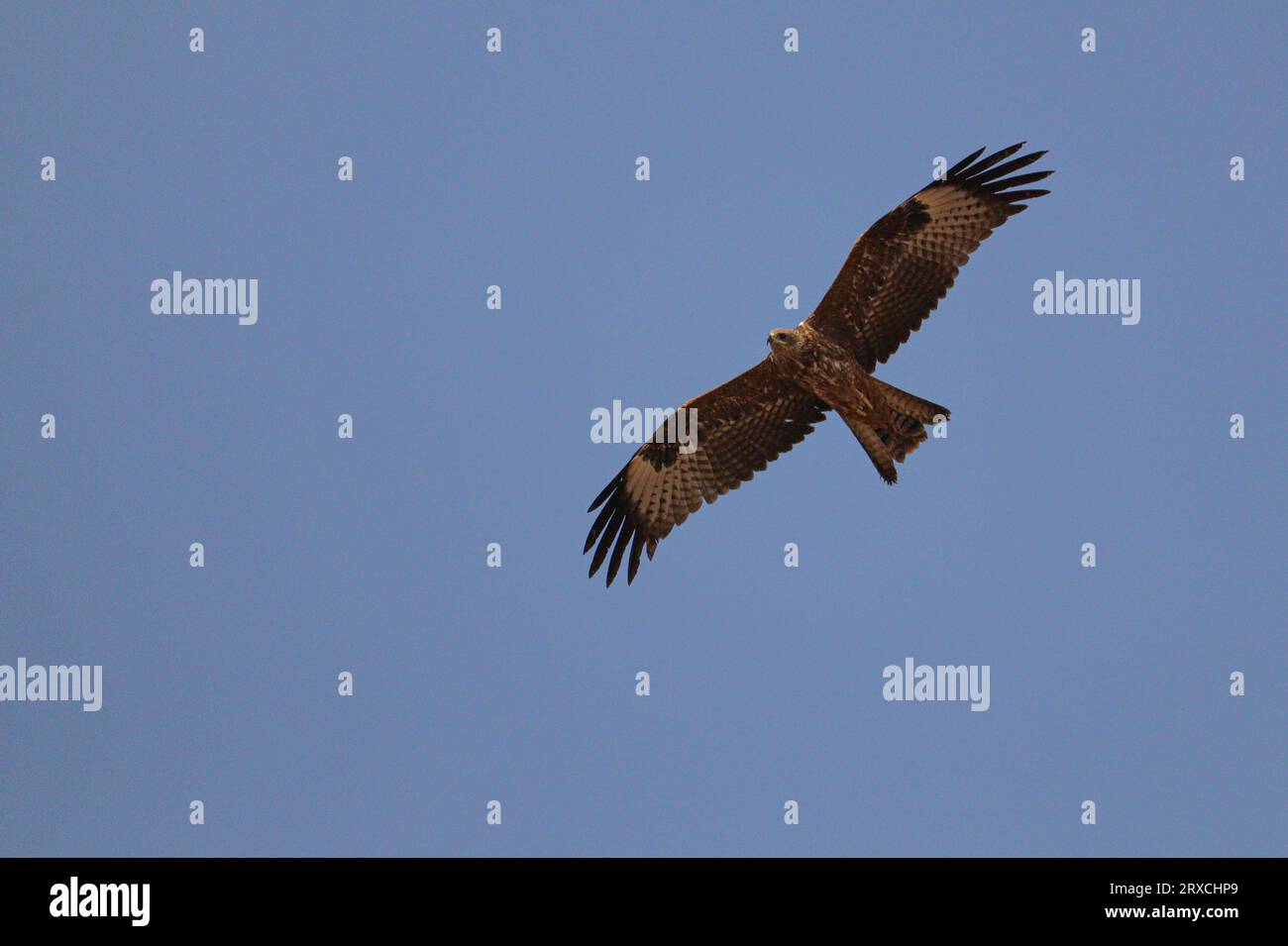 Black kite aswan hi-res stock photography and images - Alamy