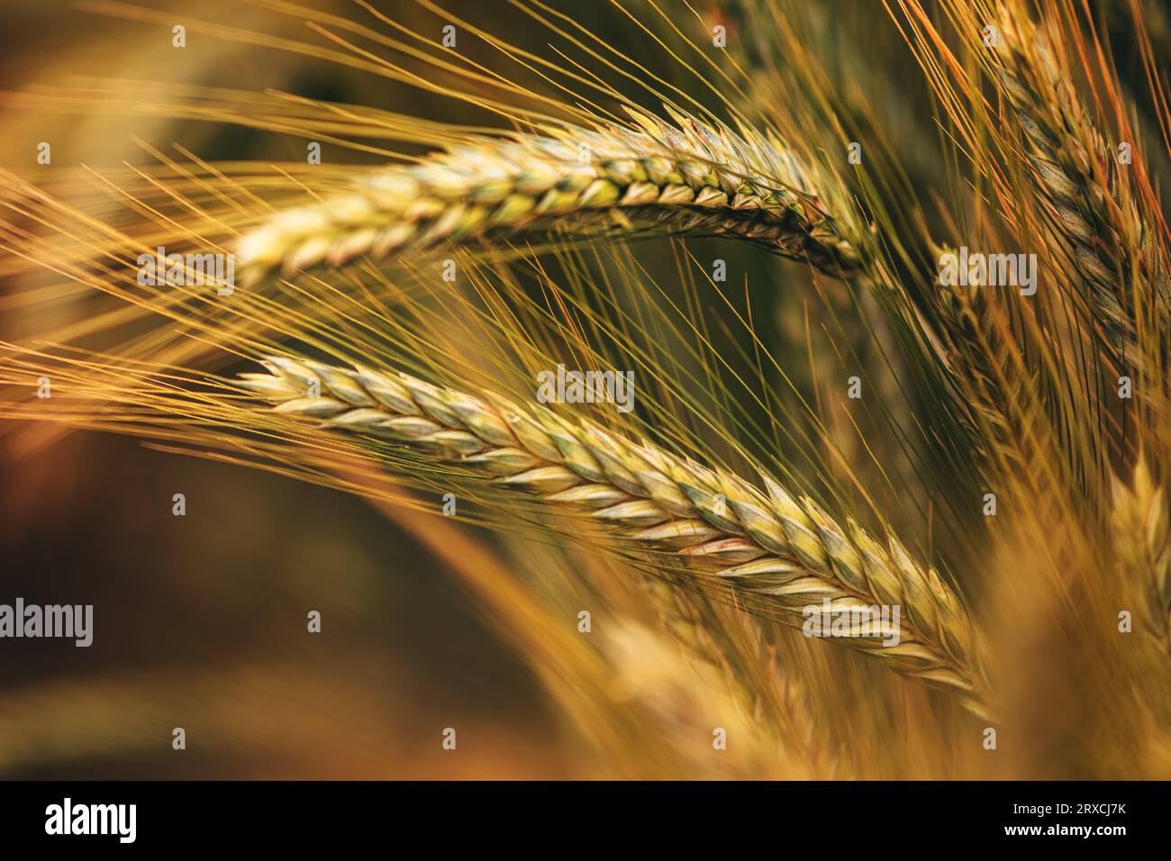 Field ripening barley no hi-res stock photography and images - Alamy