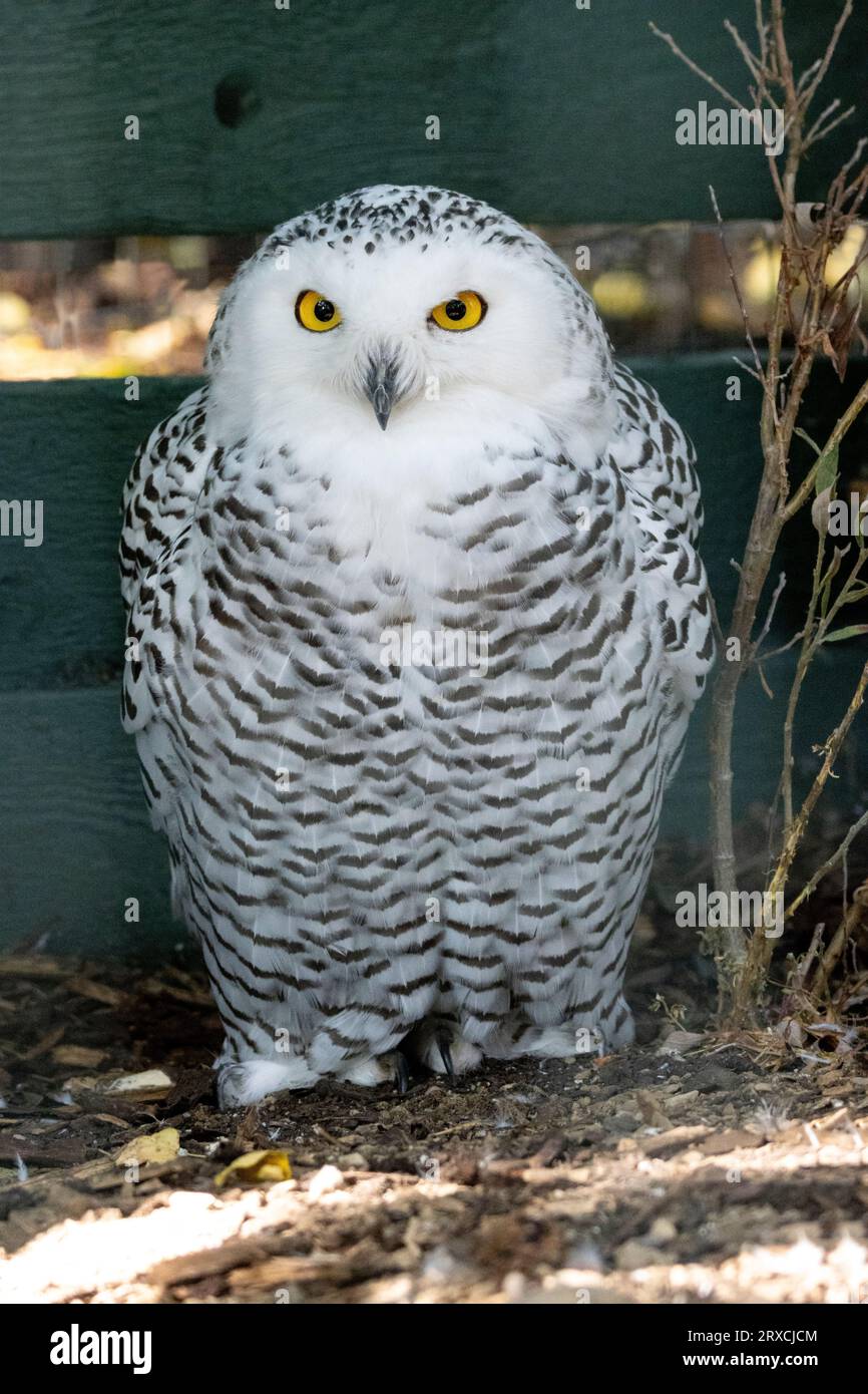 White snowy owl hi-res stock photography and images - Alamy