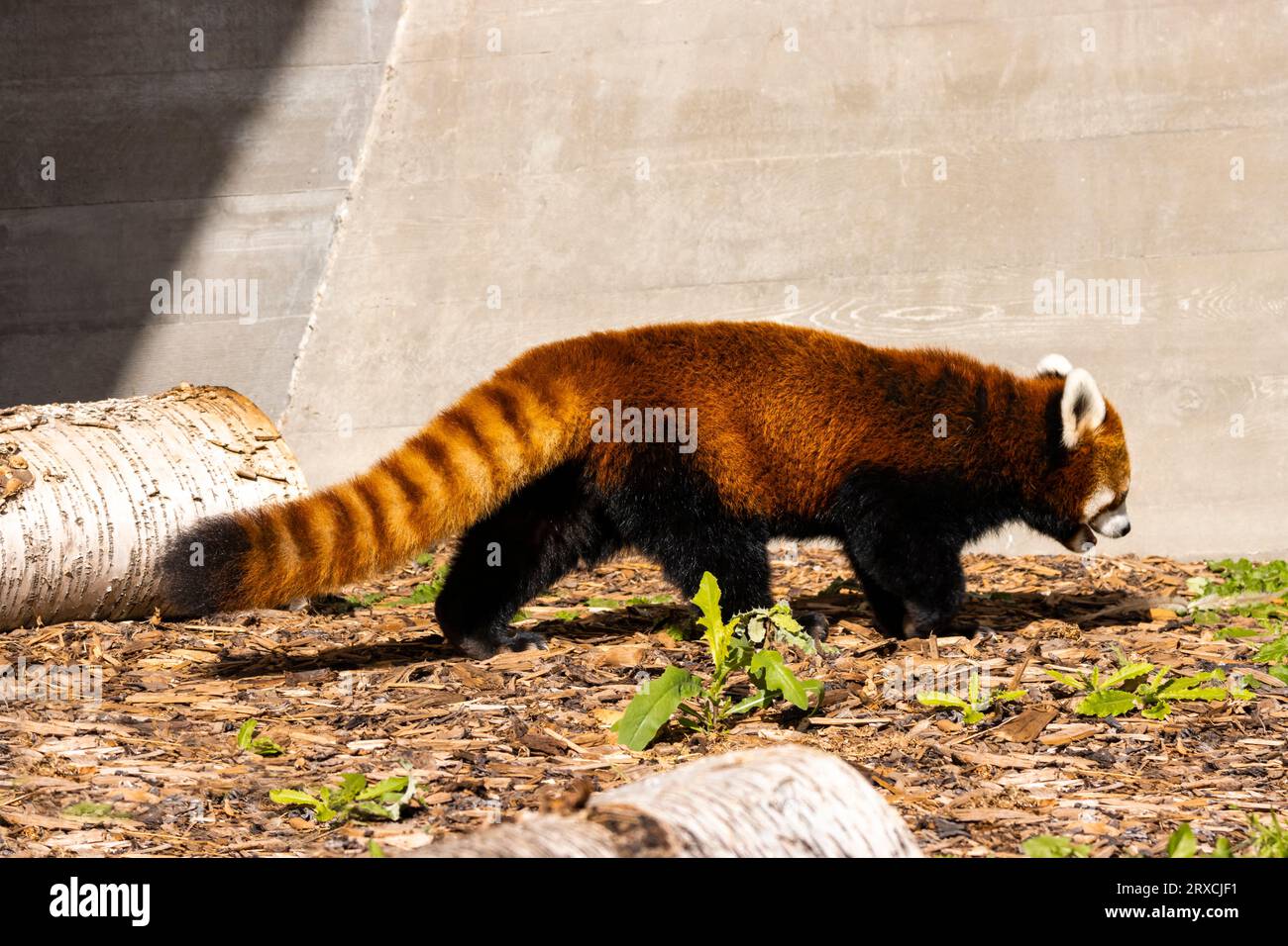 red panda bear walking Stock Photo - Alamy