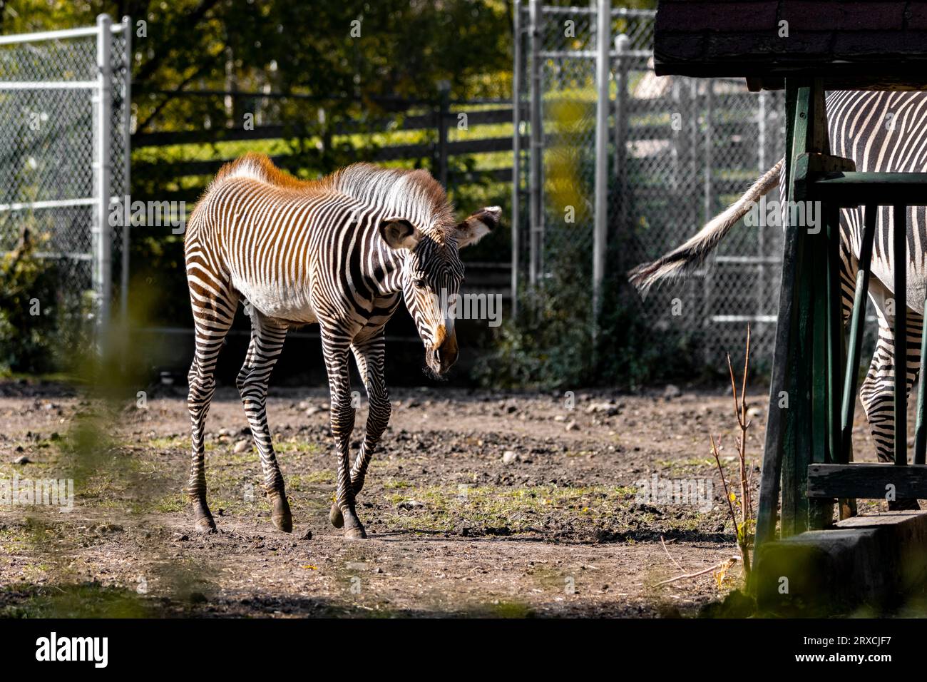 baby male zebra at the zoo Stock Photo - Alamy