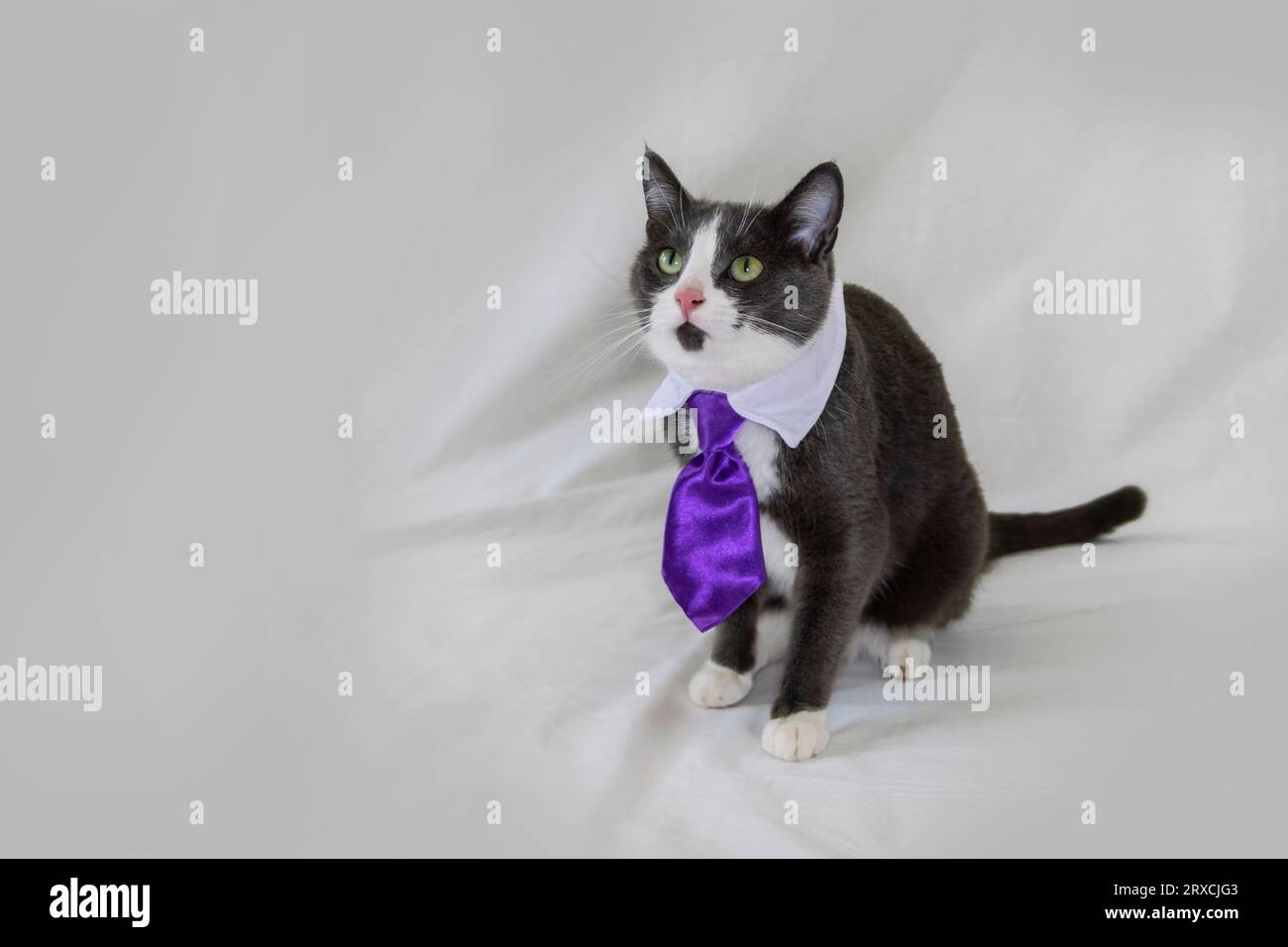 Light purple tie hi-res stock photography and images - Alamy