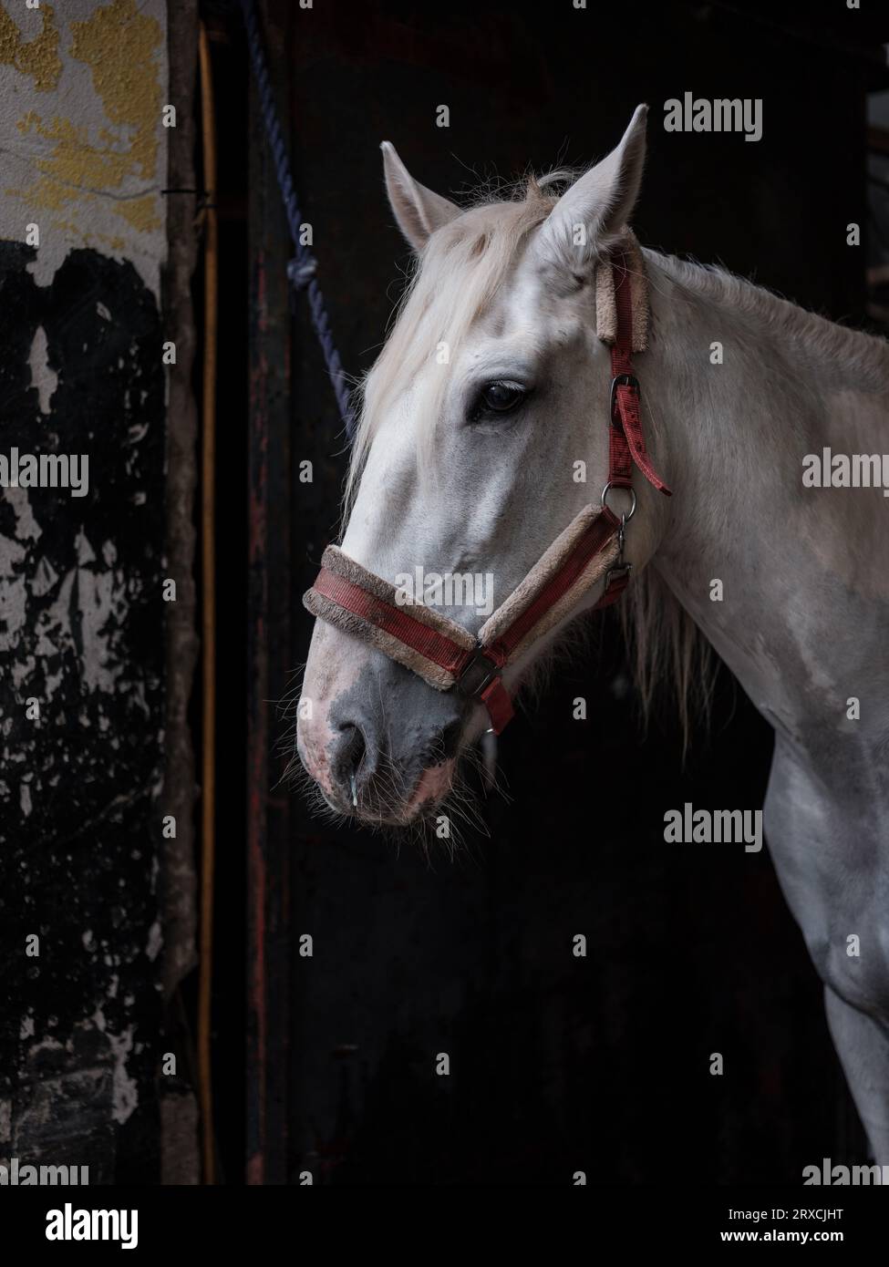 A horse in a stable in Dublin city, Ireland Stock Photo - Alamy