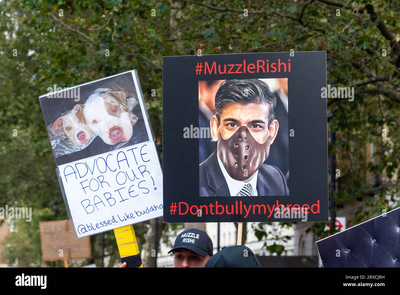 American bully xl hi-res stock photography and images - Alamy