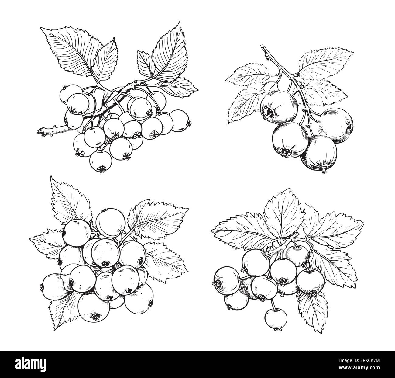 Hawthorn flower and leaf Black and White Stock Photos & Images - Alamy