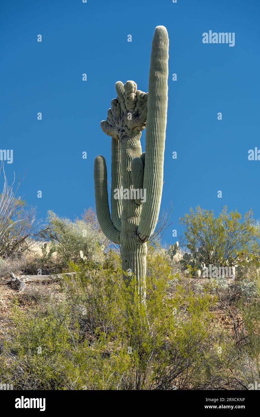 Large Saquaro With Corona Formation Growing At The Top in Saguaro ...