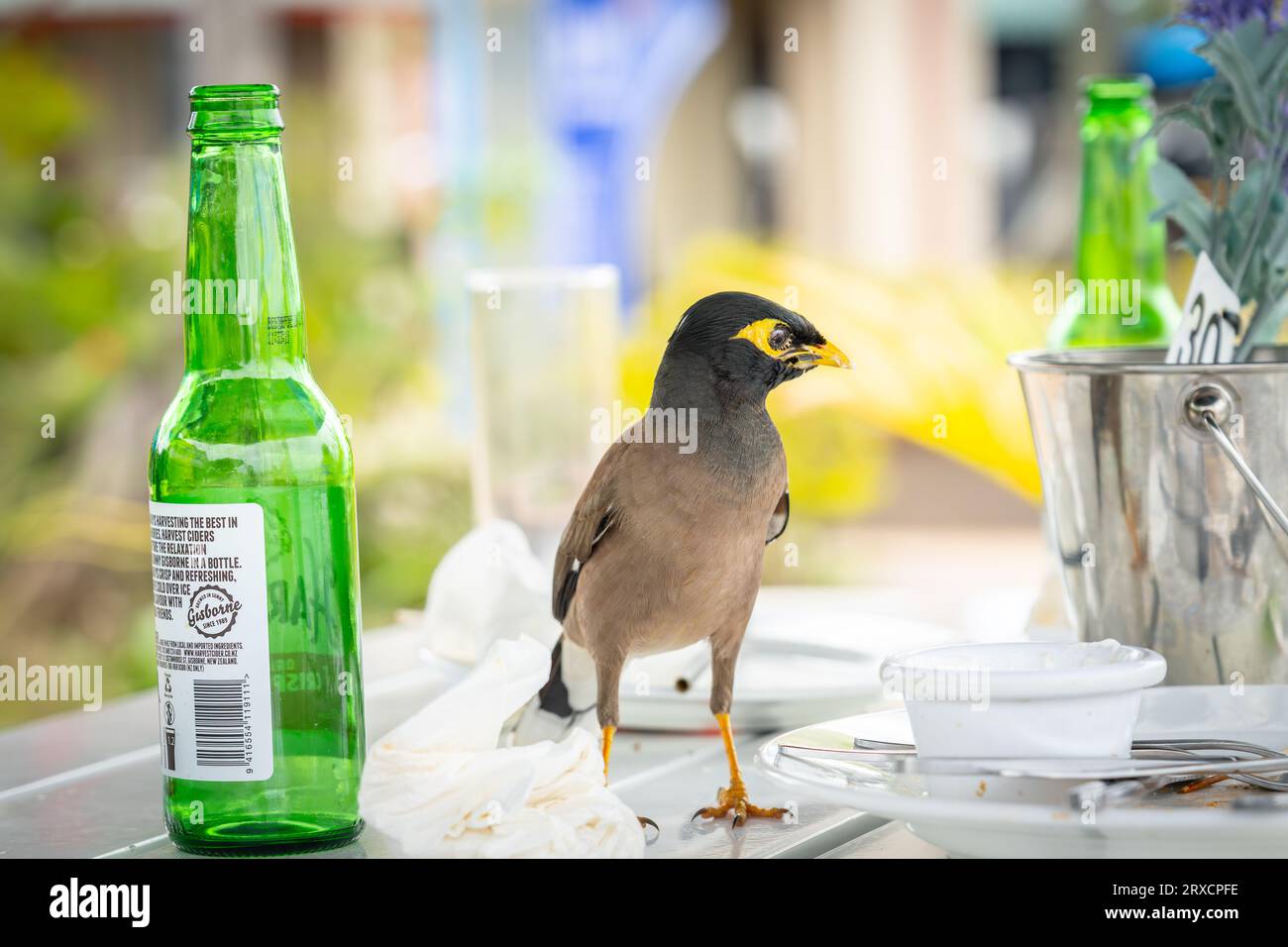 Denarau Fiji - September 2 2023; Common myna birds scavenging ...