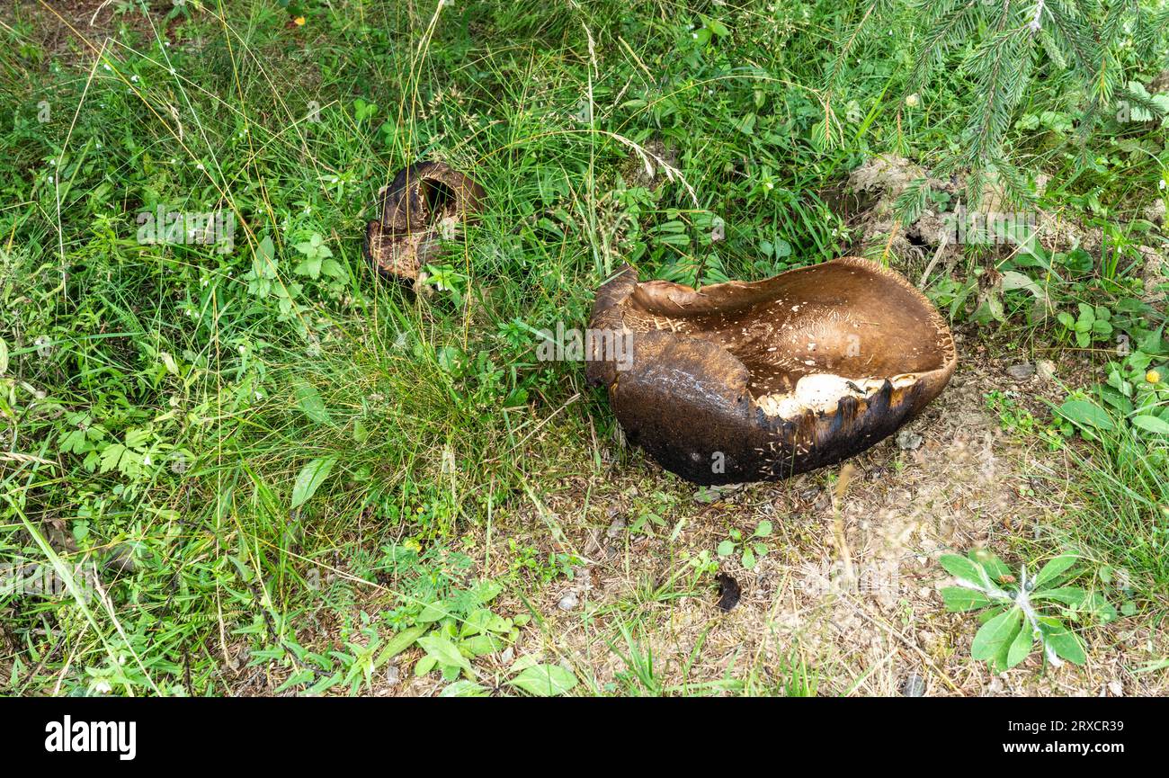 Comestible wild mushroom Boletus edulis, Hrib Stock Photo - Alamy