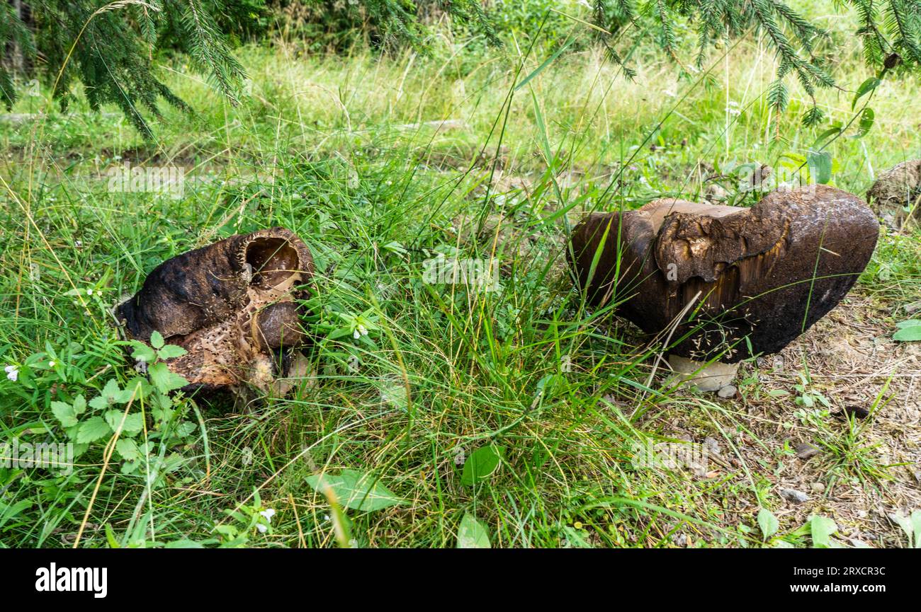 Comestible wild mushroom Boletus edulis, Hrib Stock Photo - Alamy