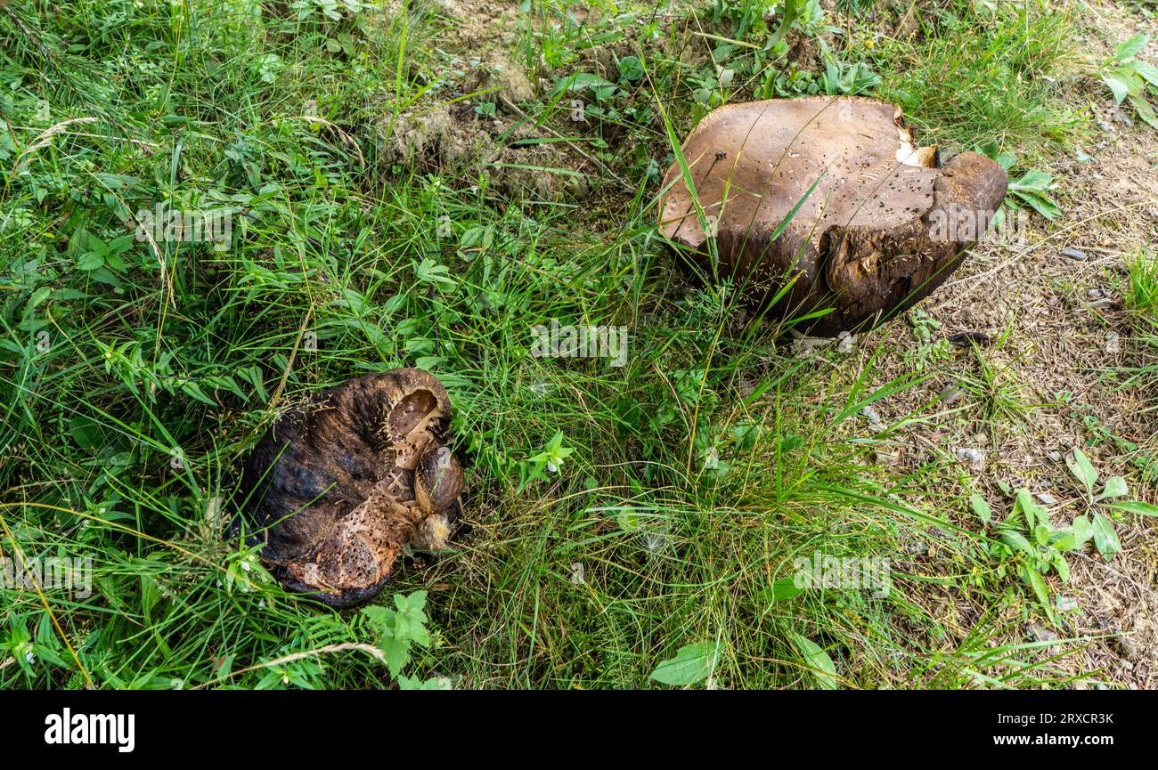 Comestible wild mushroom Boletus edulis, Hrib Stock Photo - Alamy