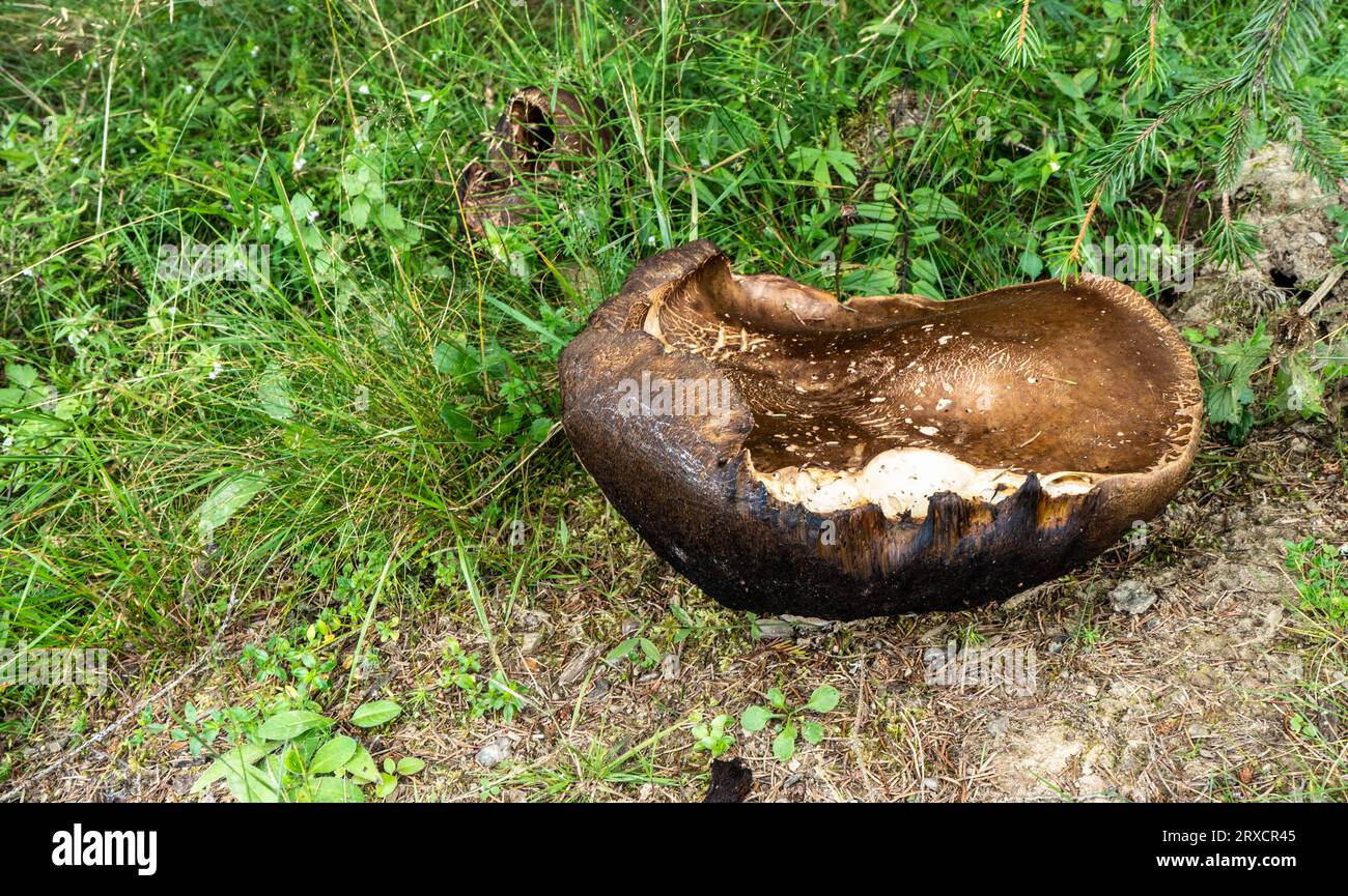 Comestible wild mushroom Boletus edulis, Hrib Stock Photo - Alamy