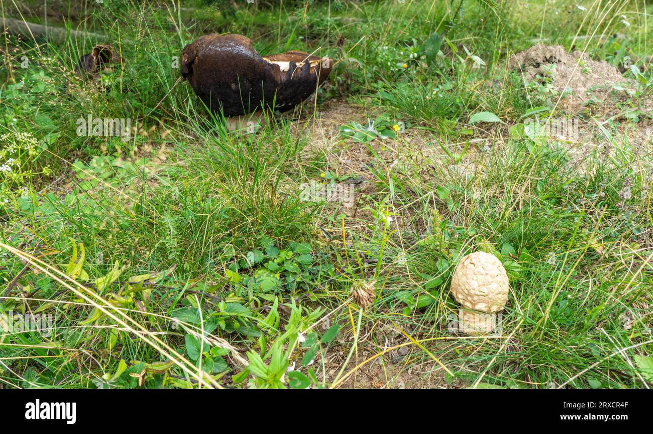 Porcini comestible hi-res stock photography and images - Alamy