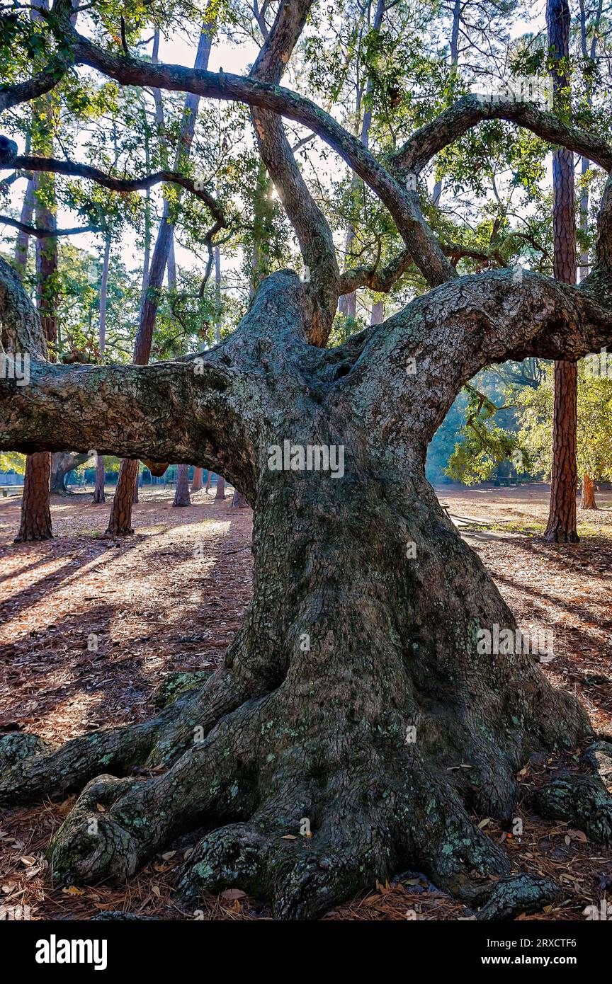 A massive live oak tree is pictured in Cadillac Square, Nov. 23, 2012 ...