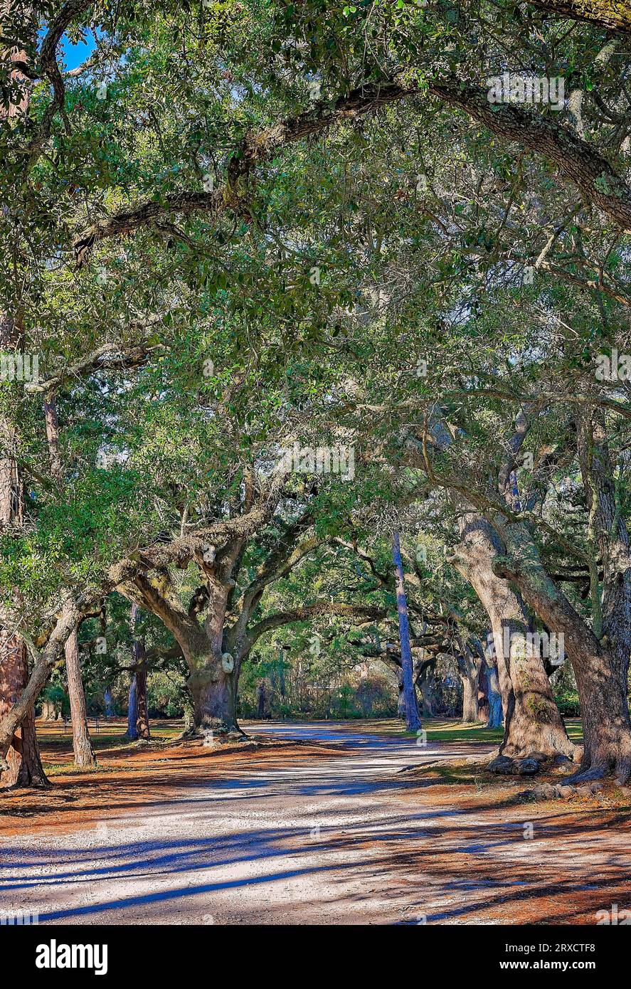 Live oak trees are pictured in Cadillac Square, Nov. 23, 2012, in ...