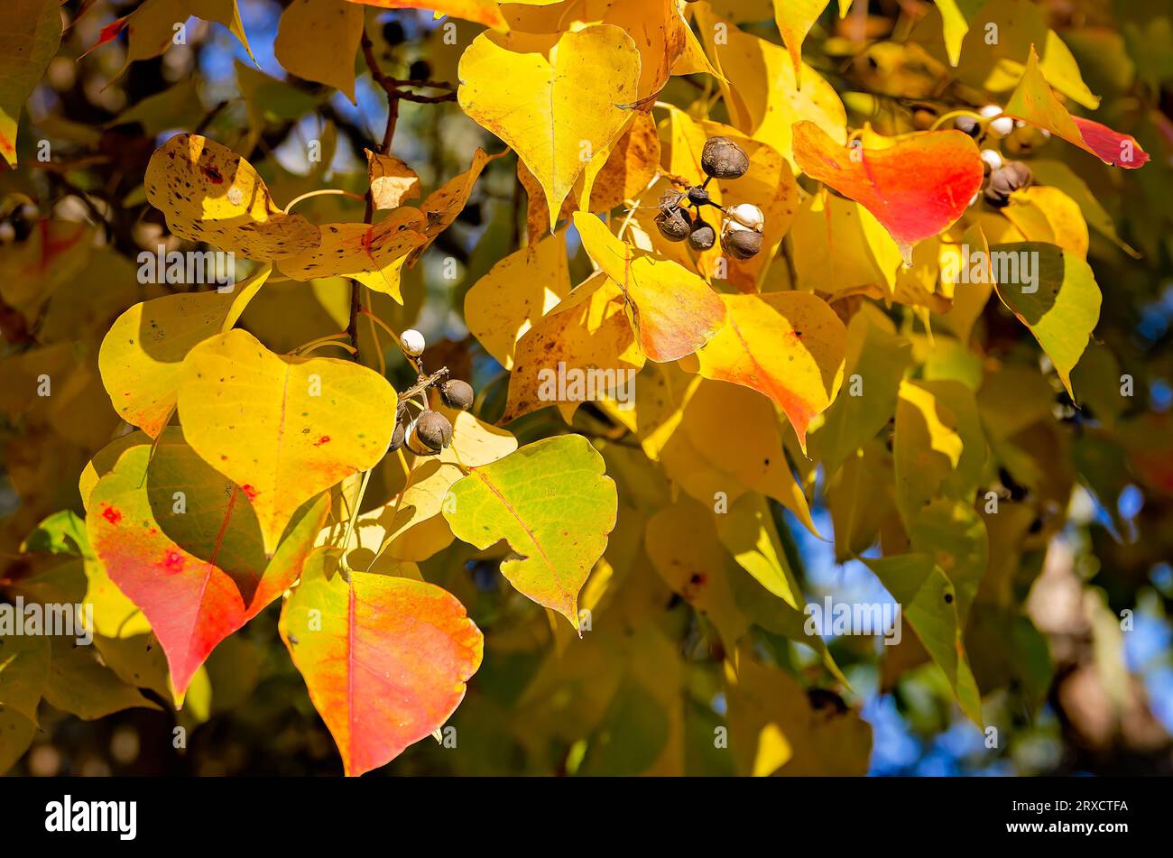 Popcorn tree hi-res stock photography and images - Alamy