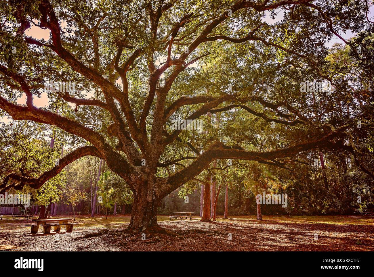 A massive live oak tree is pictured in Cadillac Square, Nov. 23, 2012 ...