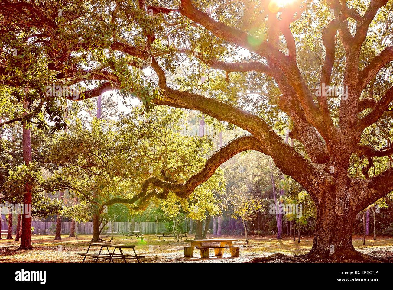Live oak trees are pictured in Cadillac Square, Nov. 23, 2012, in ...