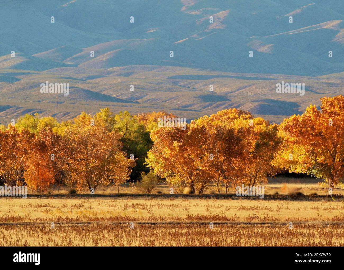 Splendid new mexico fall colors hi-res stock photography and images - Alamy