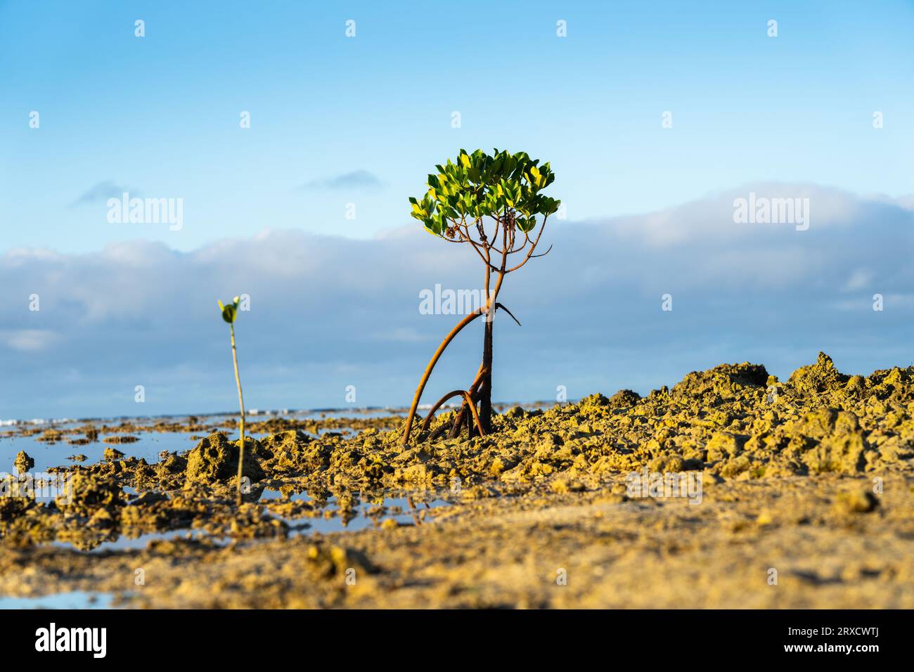 Red Mangrove growing in inter-tidal estuary zone in Fiji Stock Photo ...
