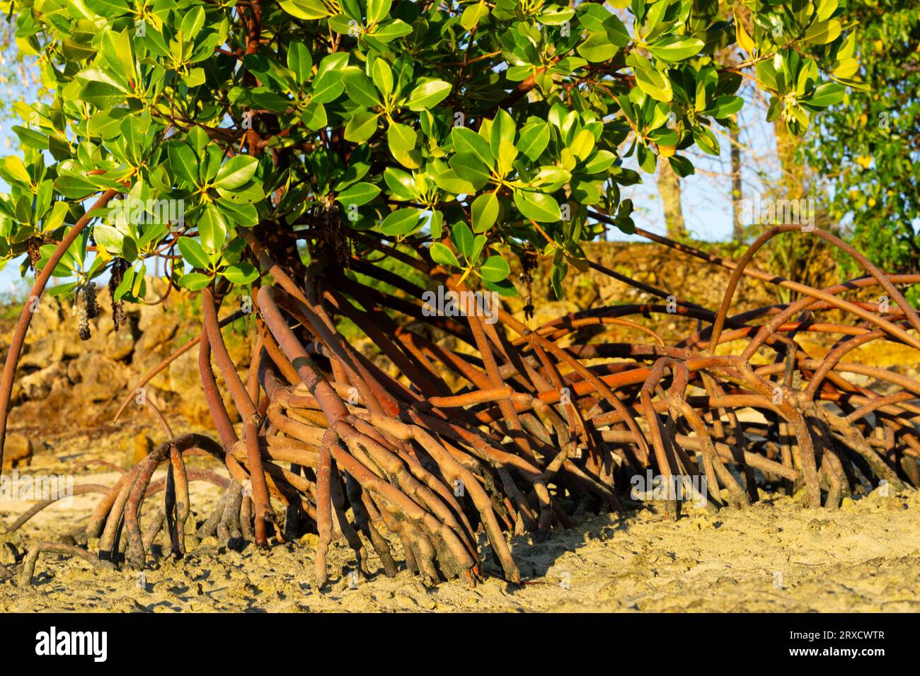 Stilt roots of Red Mangrove growing in inter-tidal estuary zone in Fiji ...
