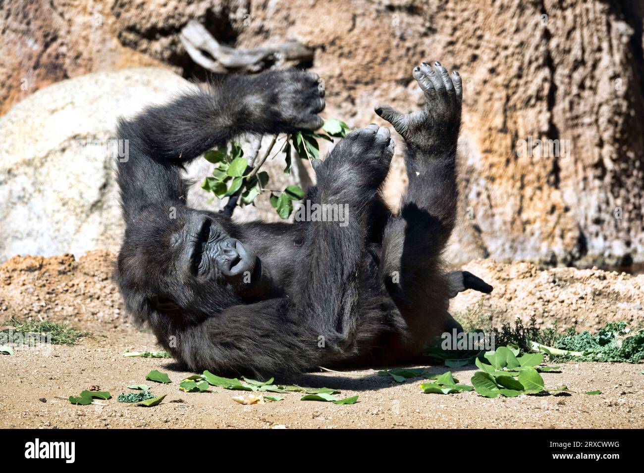 Western Lowland gorilla Angela, 4, rolls around and snacks on some ...