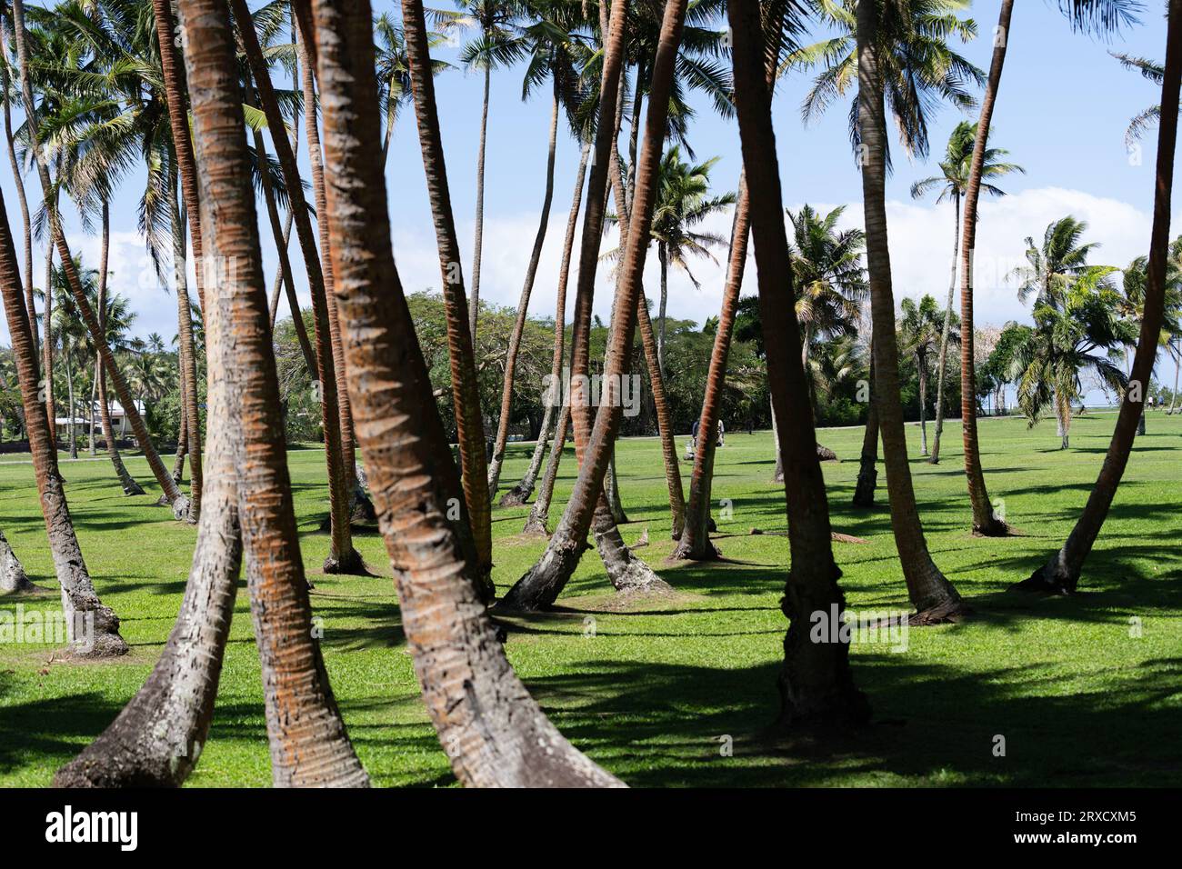 Tropical forest in fiji hi-res stock photography and images - Alamy