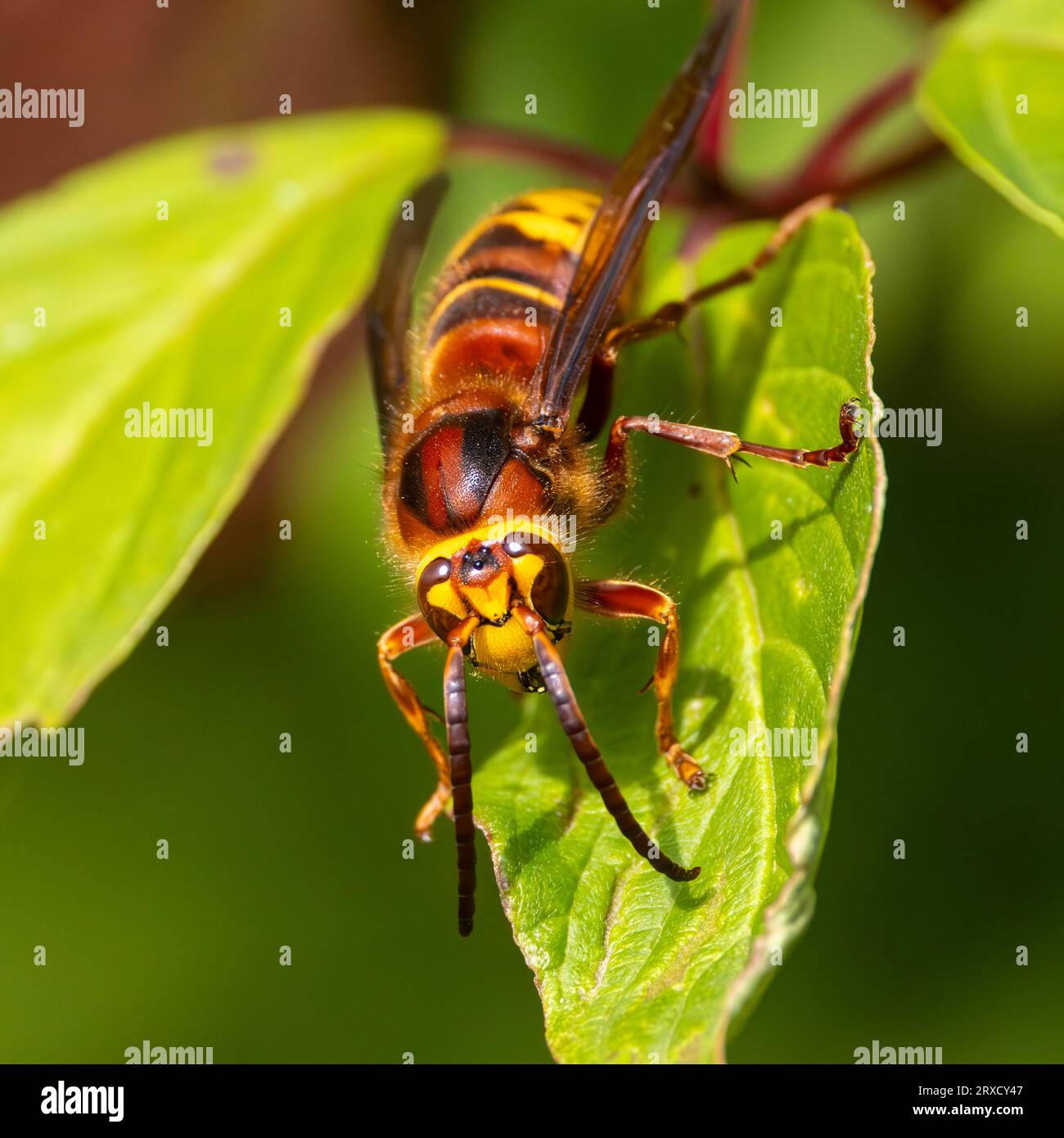 Queen hornet hi-res stock photography and images - Alamy