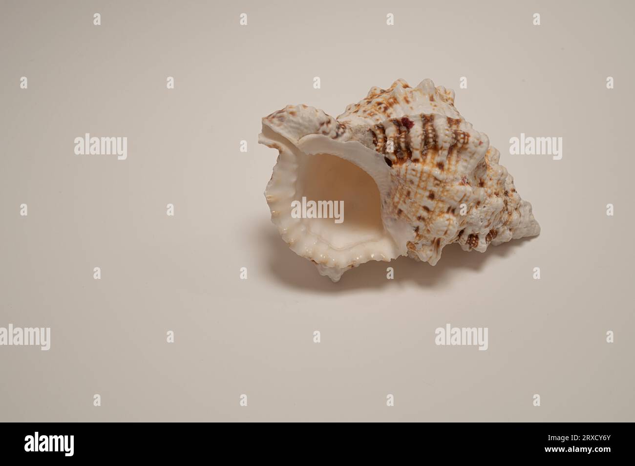a twisted mollusc shell on a white background Stock Photo - Alamy