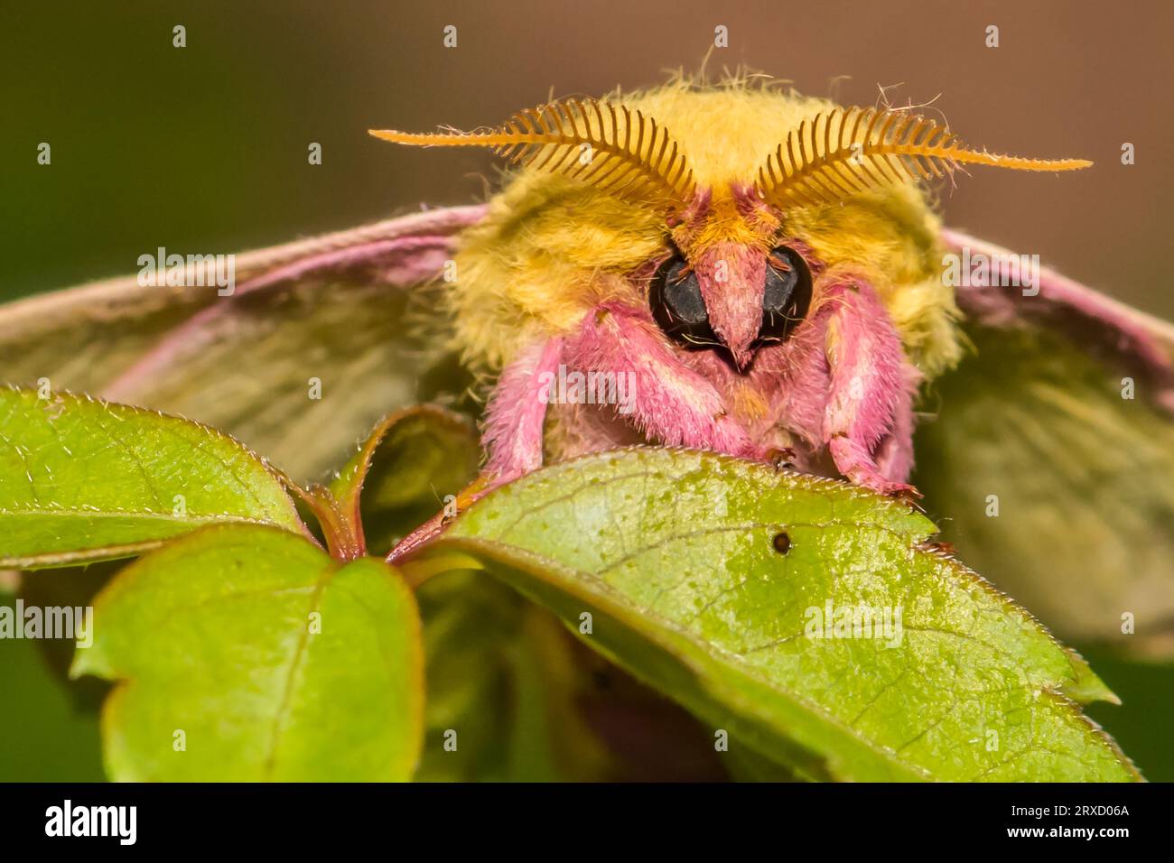 Rosy Maple Moth - Dryocampa rubicunda Stock Photo - Alamy