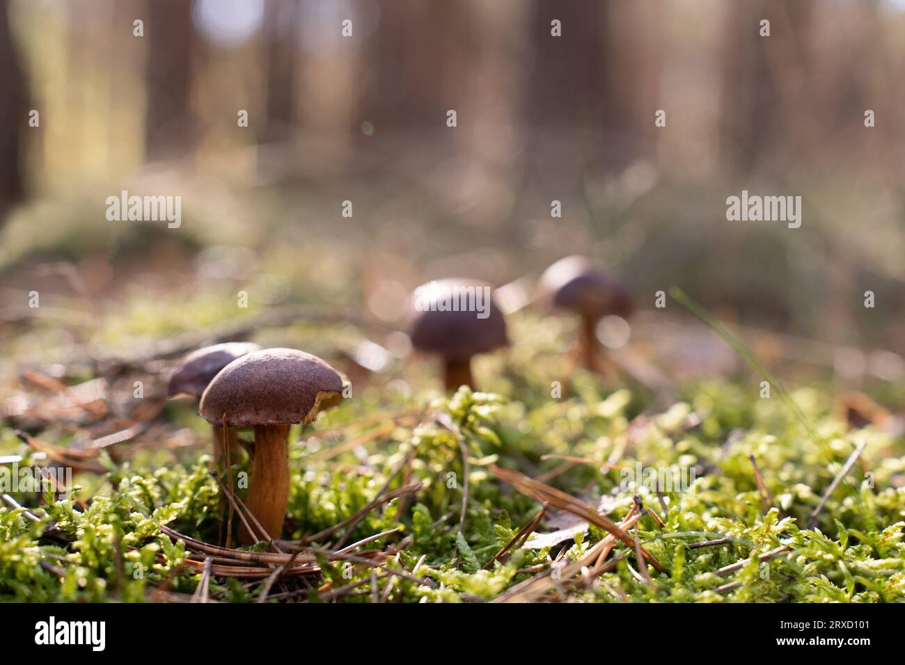 Mycorrhizal fungi forest floor hi-res stock photography and images - Alamy