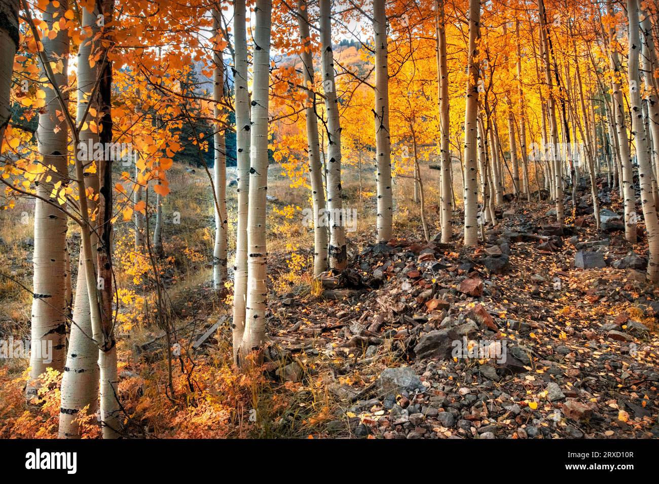 Autumn in Colorado Stock Photo - Alamy
