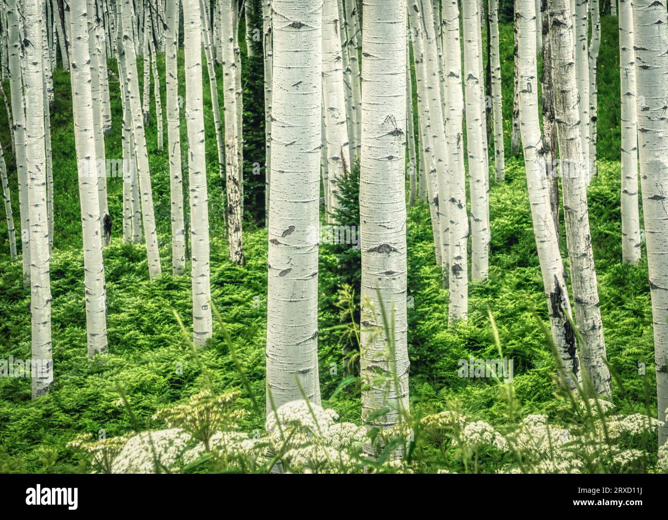 Aspen tree in colorado hi-res stock photography and images - Alamy