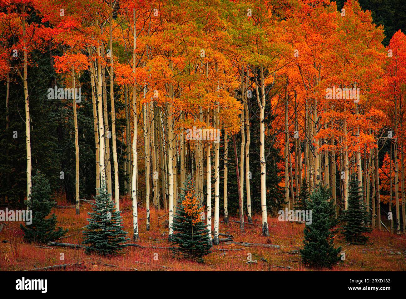 Autumn color in southwest colorado hi-res stock photography and images ...