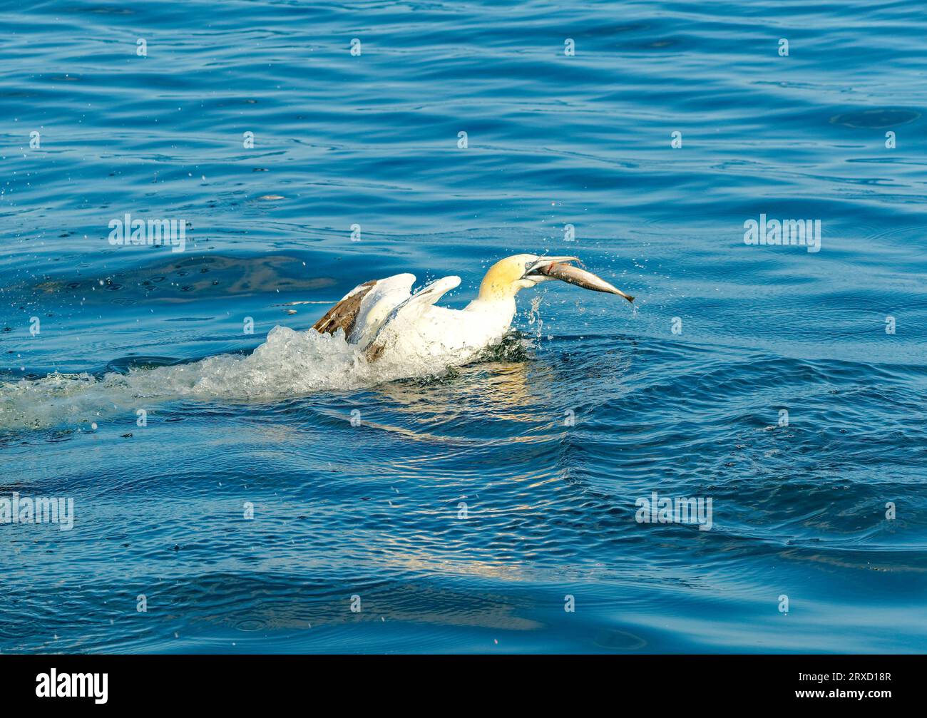 Gannets are large white birds with yellowish heads, black-tipped wings ...