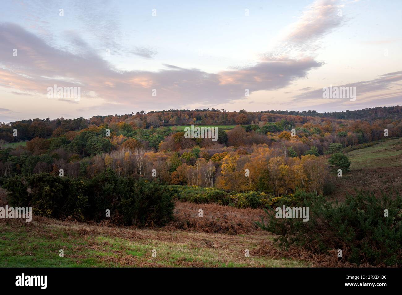 View of Ashdown forest in autumn, East Sussex, England Stock Photo - Alamy