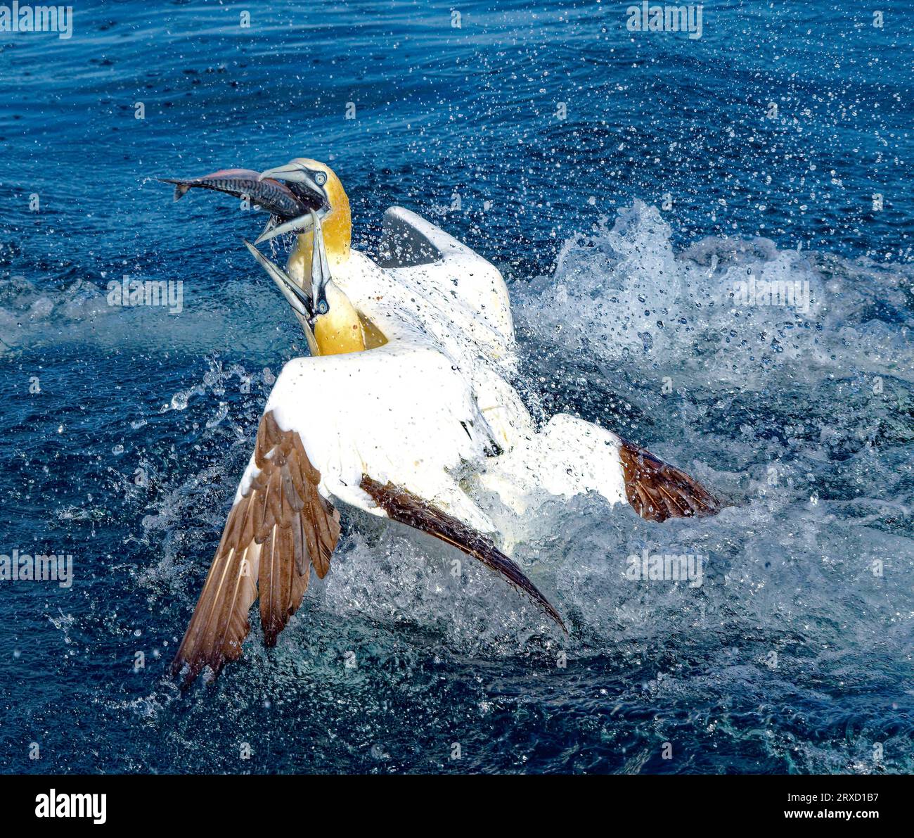 Gannets are large white birds with yellowish heads, black-tipped wings ...