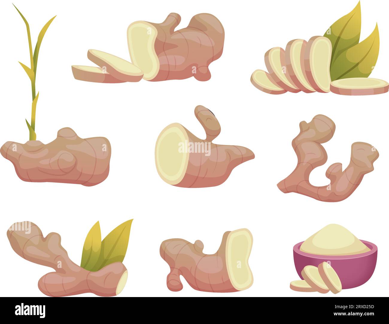 Closeup root ginger Stock Vector Images - Alamy