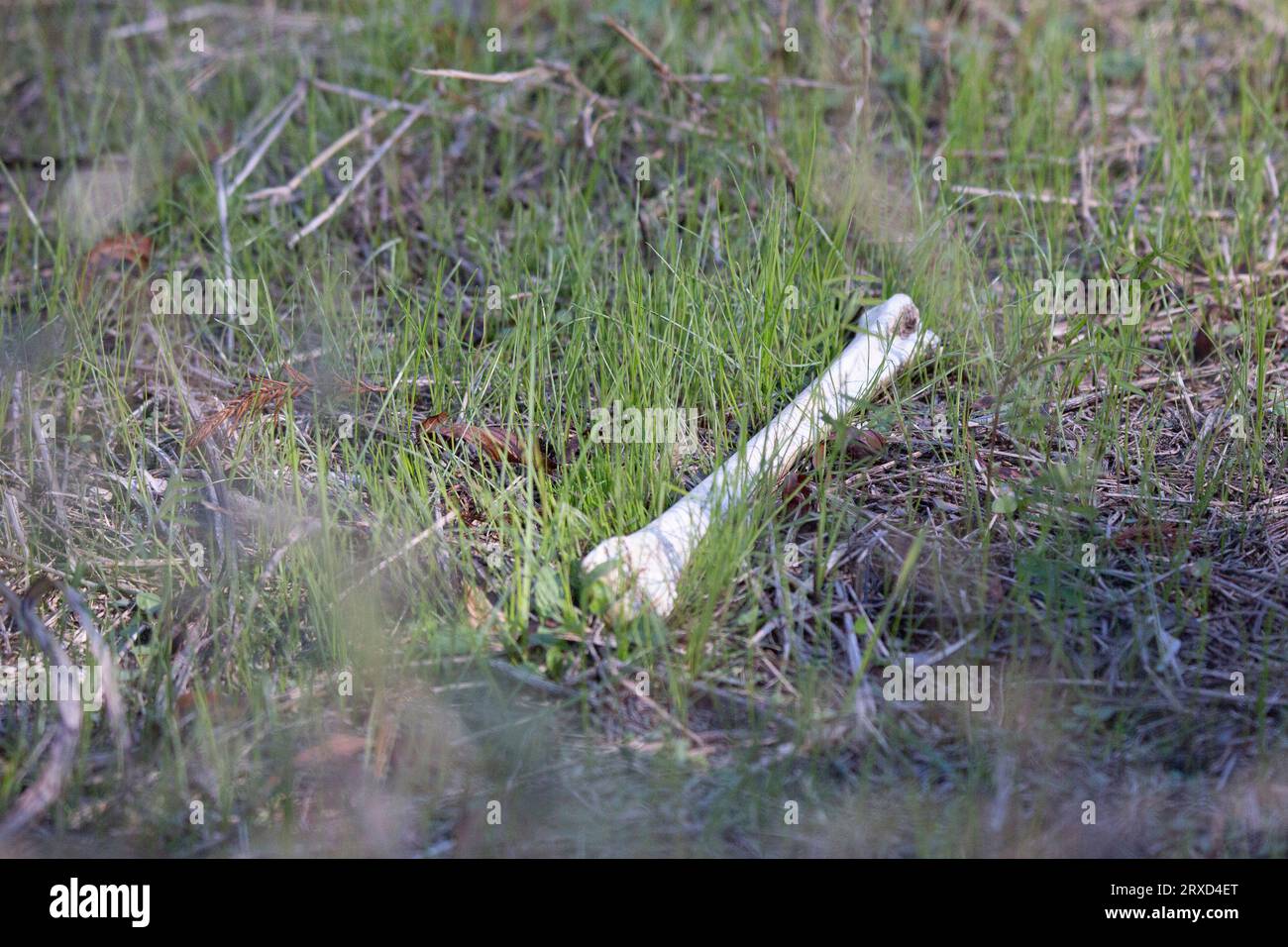 Bone of a large white-tailed deer (Odocoileus virginianus) picked clean ...