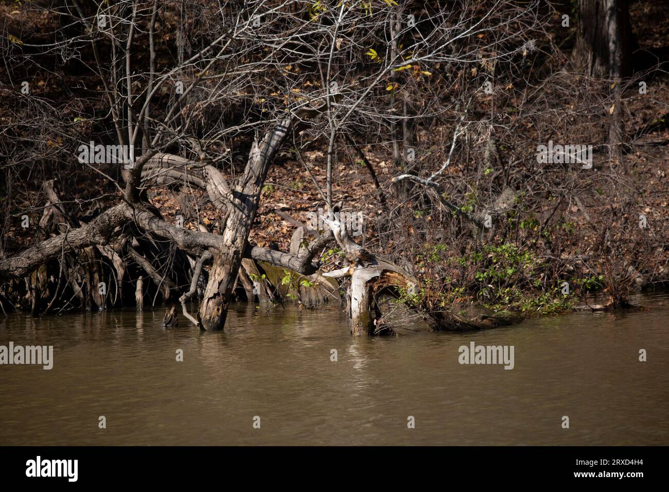 Dead leaves and other foliage lining the shore across murky water Stock ...