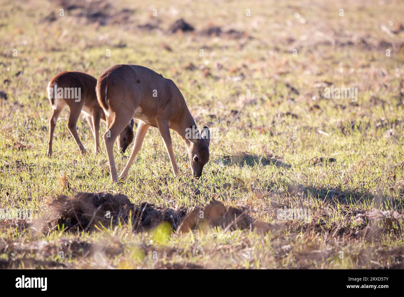 White-tailed deer (Odocoileus virginianus) family, mother doe and young ...