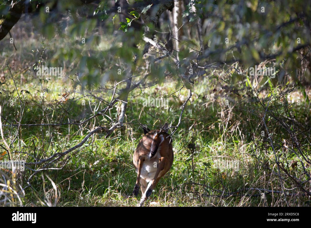 White-tailed deer (Odocoileus virginianus) running through a meadow ...