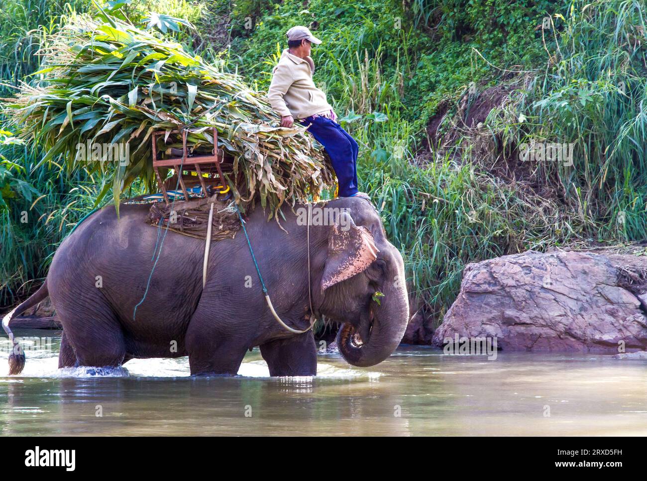 Working with wildlife hi-res stock photography and images - Alamy