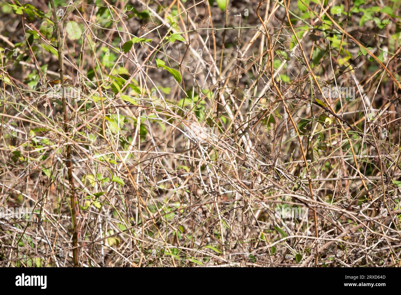 Partially migratory animal hi-res stock photography and images - Alamy