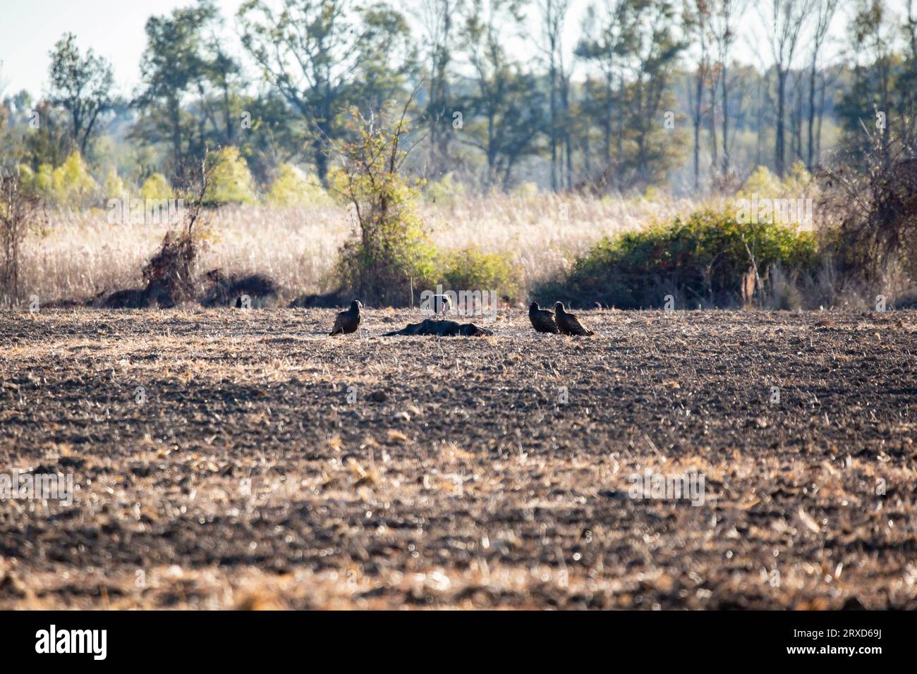 Three turkey vultures (Cathartes aura) standing around the decaying ...