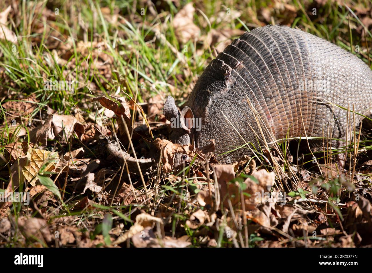 Nine plates hi-res stock photography and images - Alamy