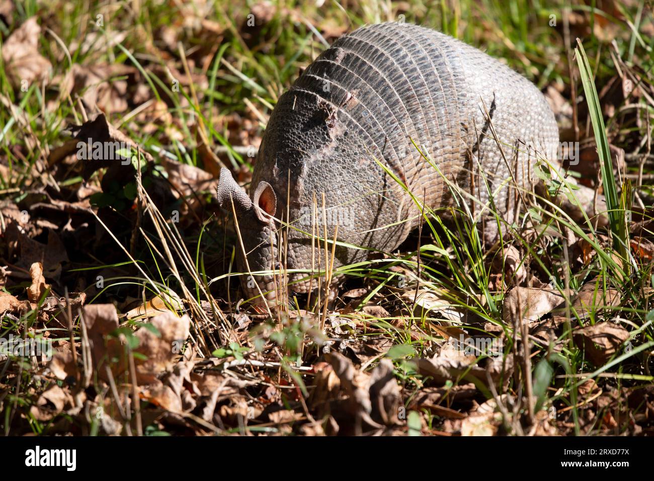 Nine-banded armadillo (Dasypus novemcinctus) with its snout buried in ...
